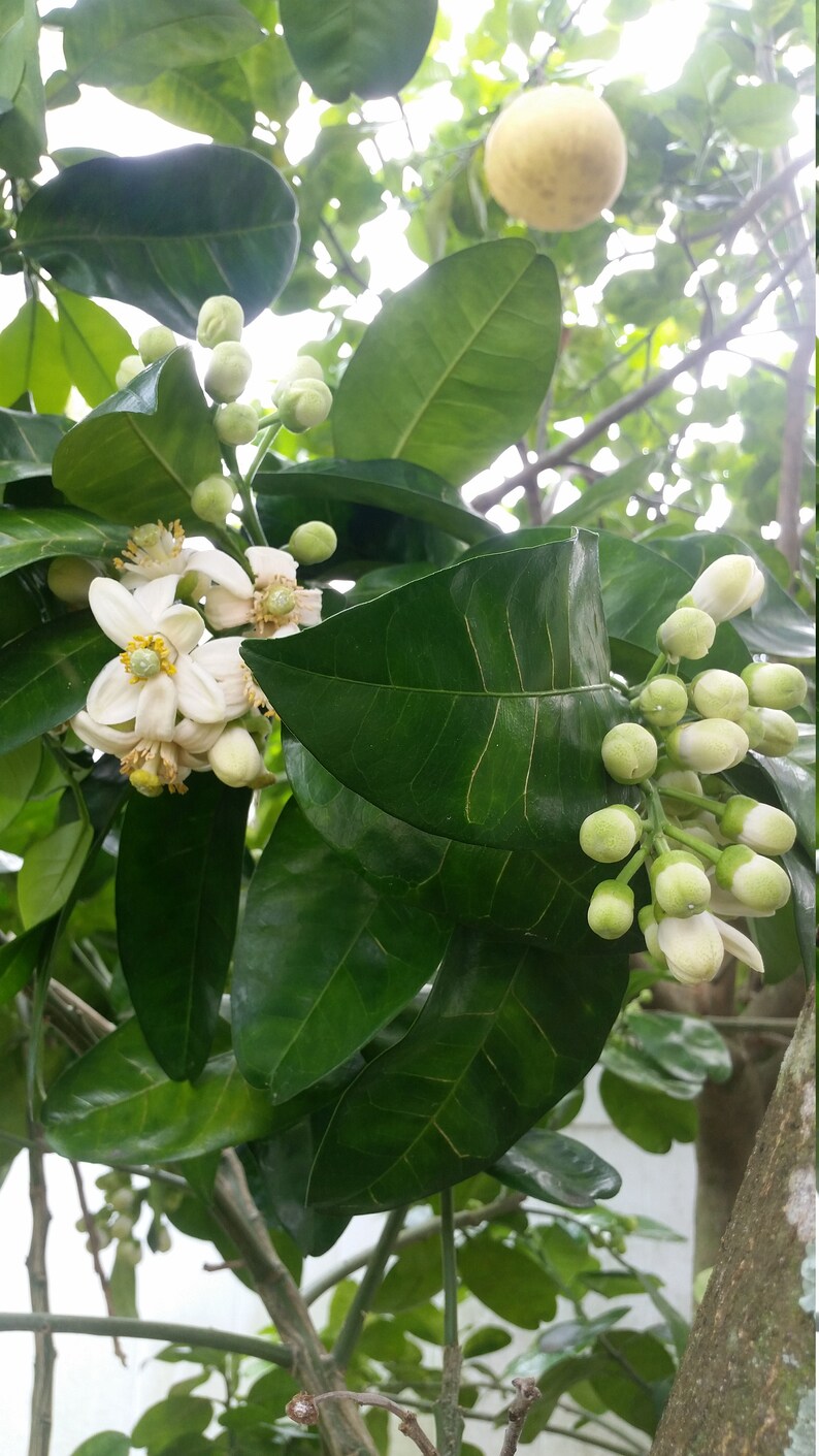 Pomelo/ Pummelo Fruit Tree Seeds Citrus Maxima/ Citrus | Etsy