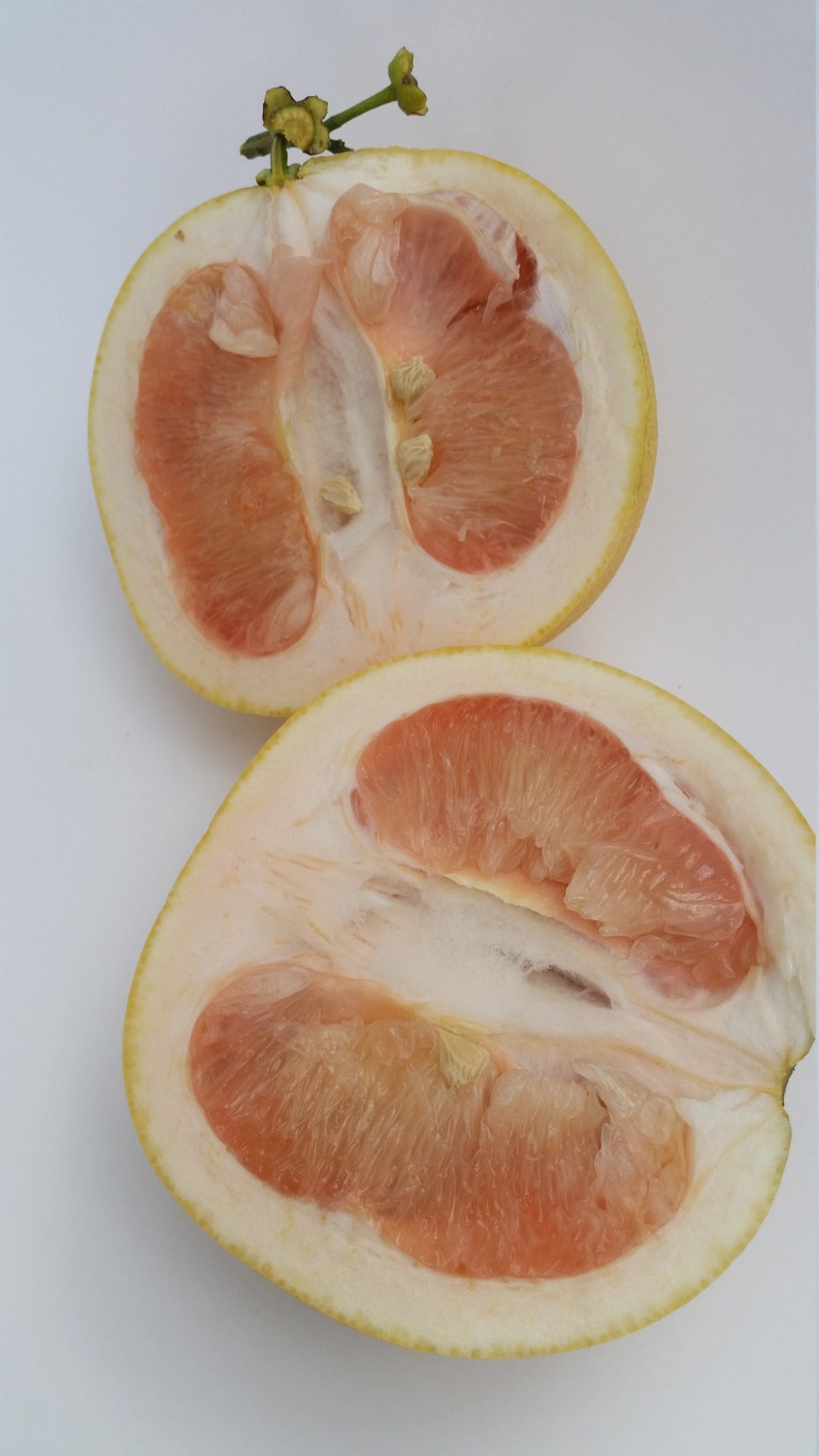 Pomelo/ Pummelo Fruit Tree Seeds Citrus Maxima/ Citrus | Etsy