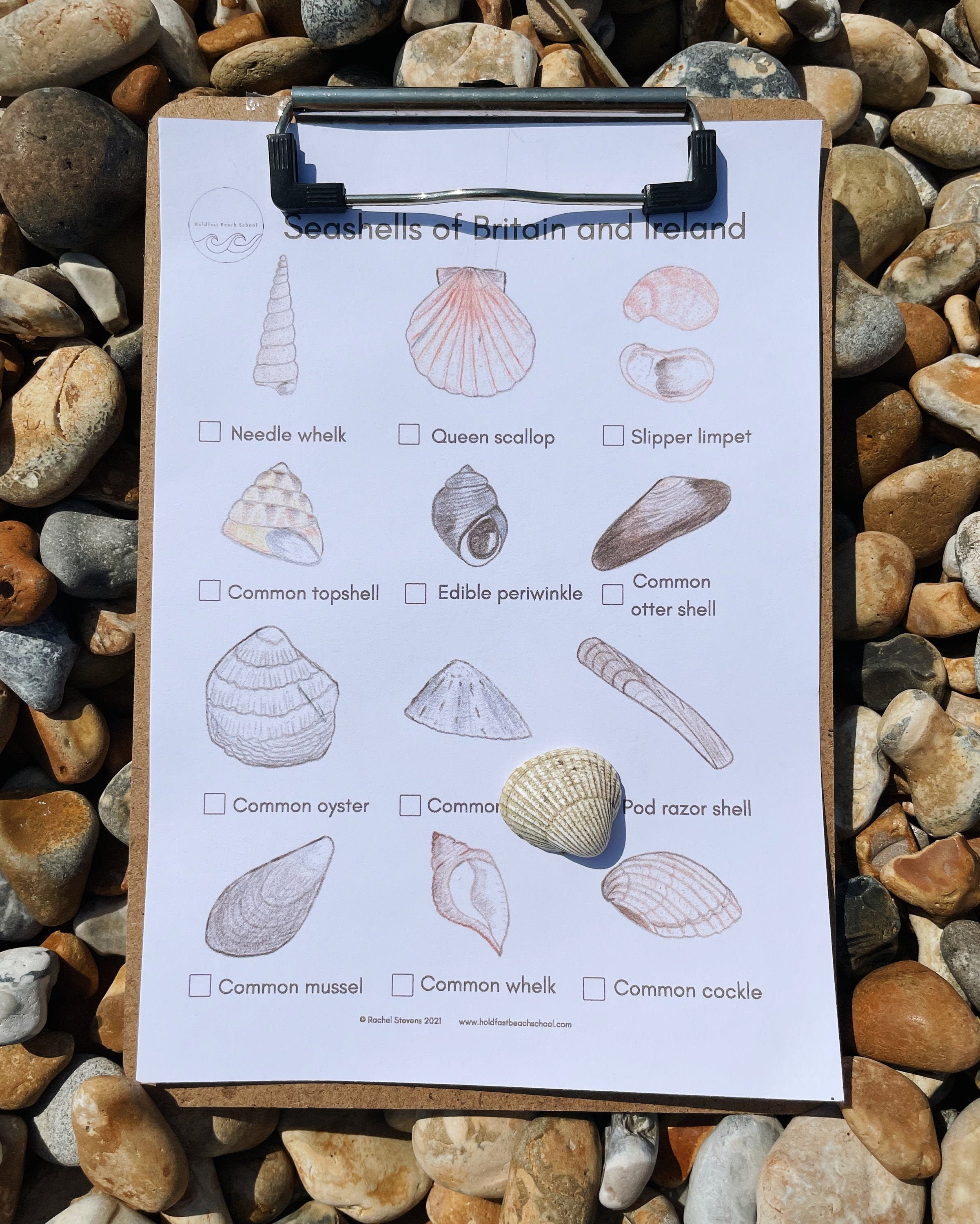 Seashell Identification Chart