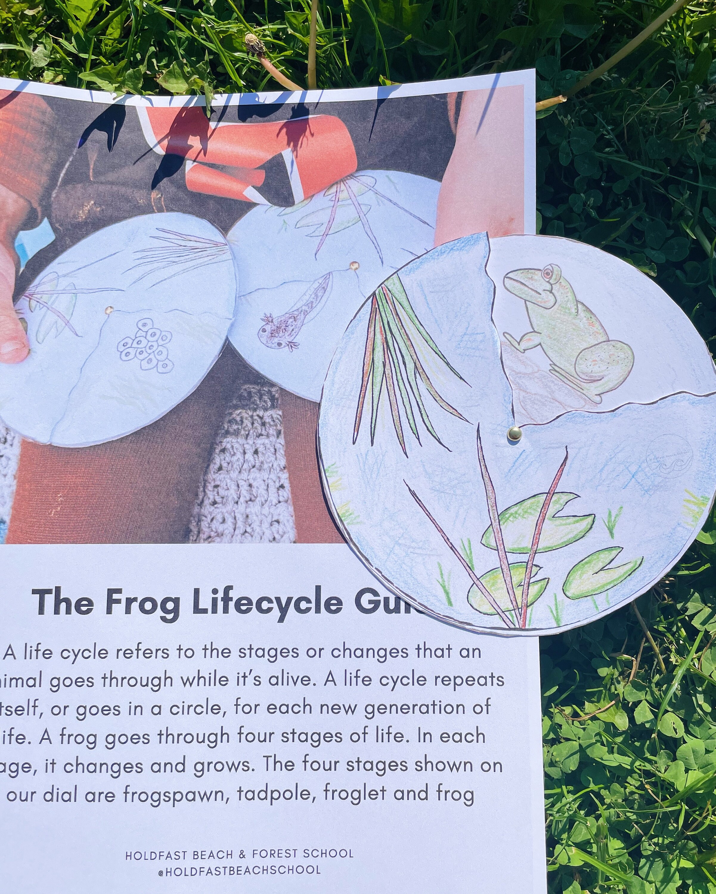 The Frog Lifecycle Guide - A4 Printable Pond Life Identification Wheel ...
