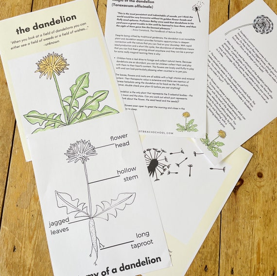 The Dandelion Guide - Etsy