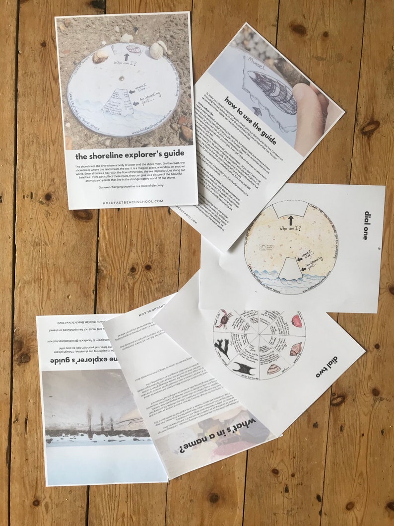The Seashore Explorer's Guide - A4 Printable Beach Identification ...