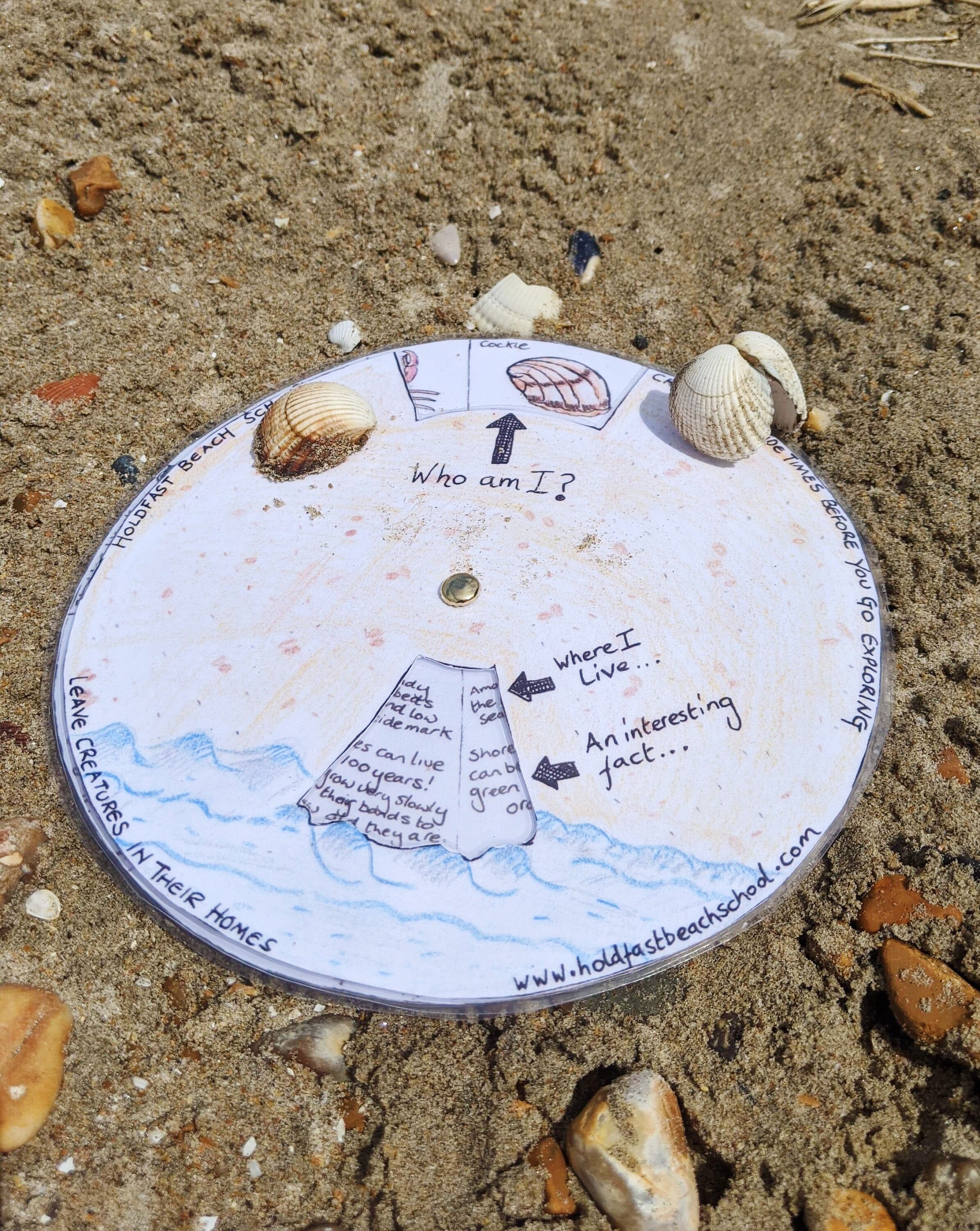 The Seashore Explorer's Guide A4 Printable Beach Identification, Coast ...