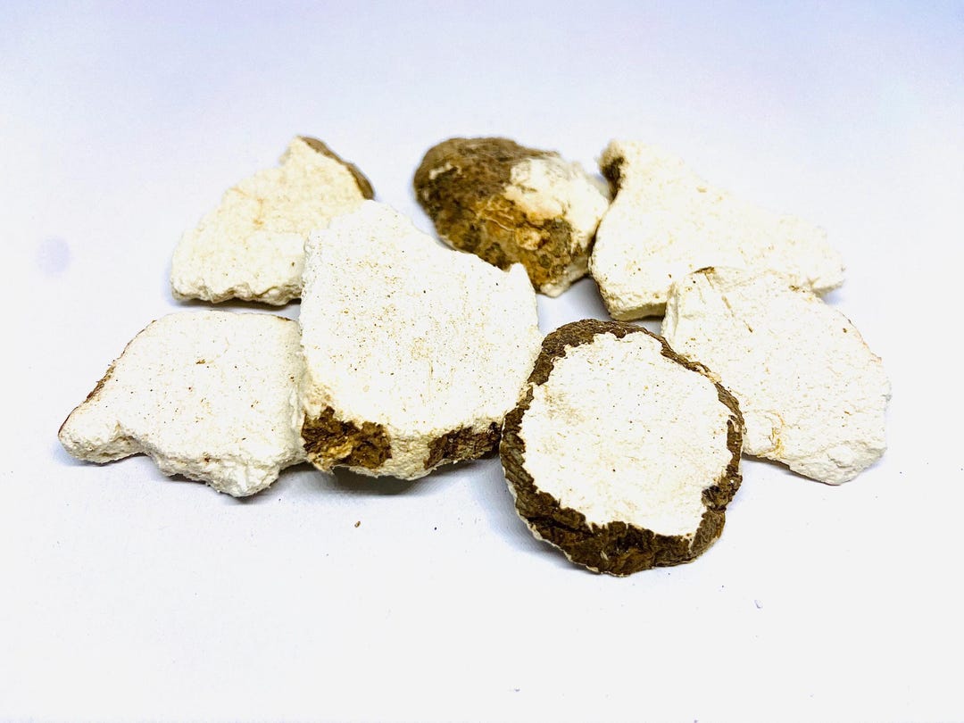 Lignosus Rhinocerotis (tiger Milk Mushroom) 100g - Etsy