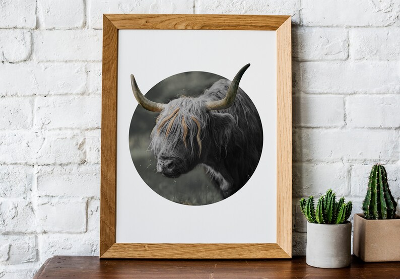 Bull Print Highland Cow Download Printable Wall Art Cattle | Etsy