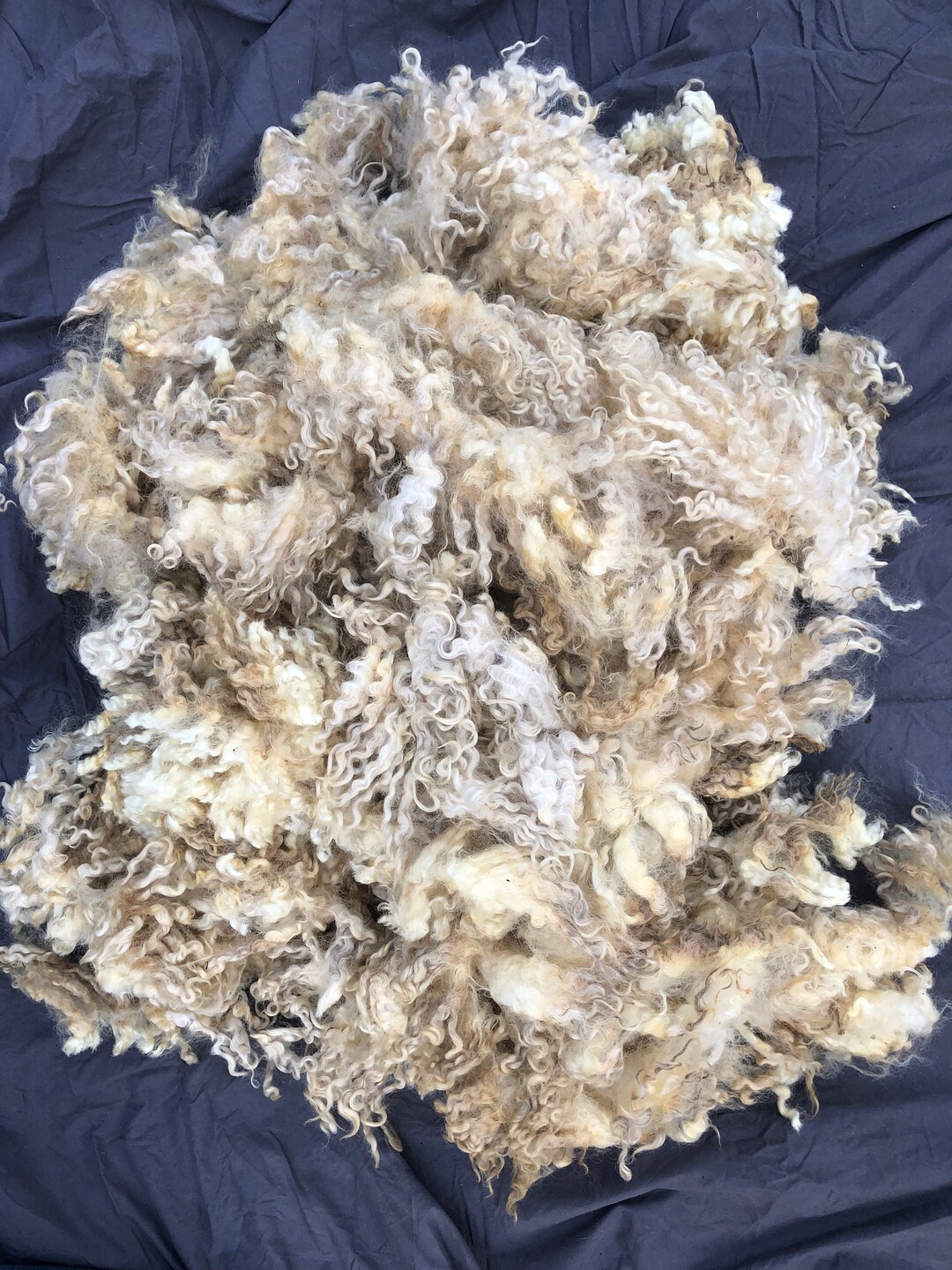 Cotswold Ewe Fleece: Raw Long Curly Sheep Wool 2lbs 14oz - Etsy Australia