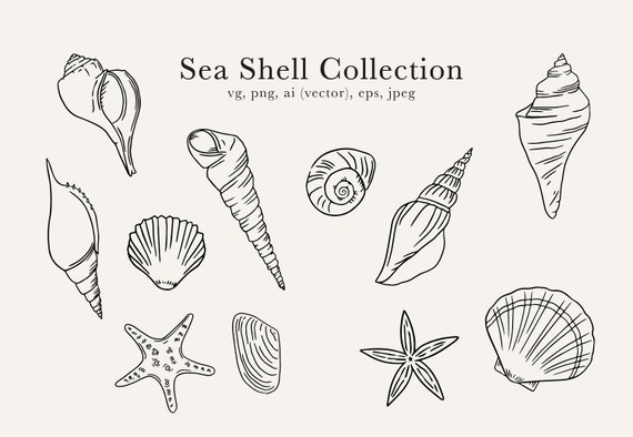 Sea Shell Drawing
