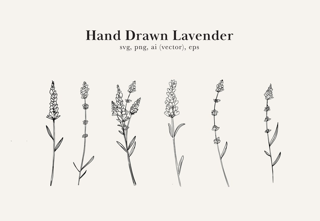 Lavender Drawing, Lavender Clip Art, Lavender SVG, Lavender Png ...