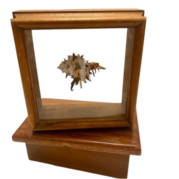 Framed Shell Art - Etsy