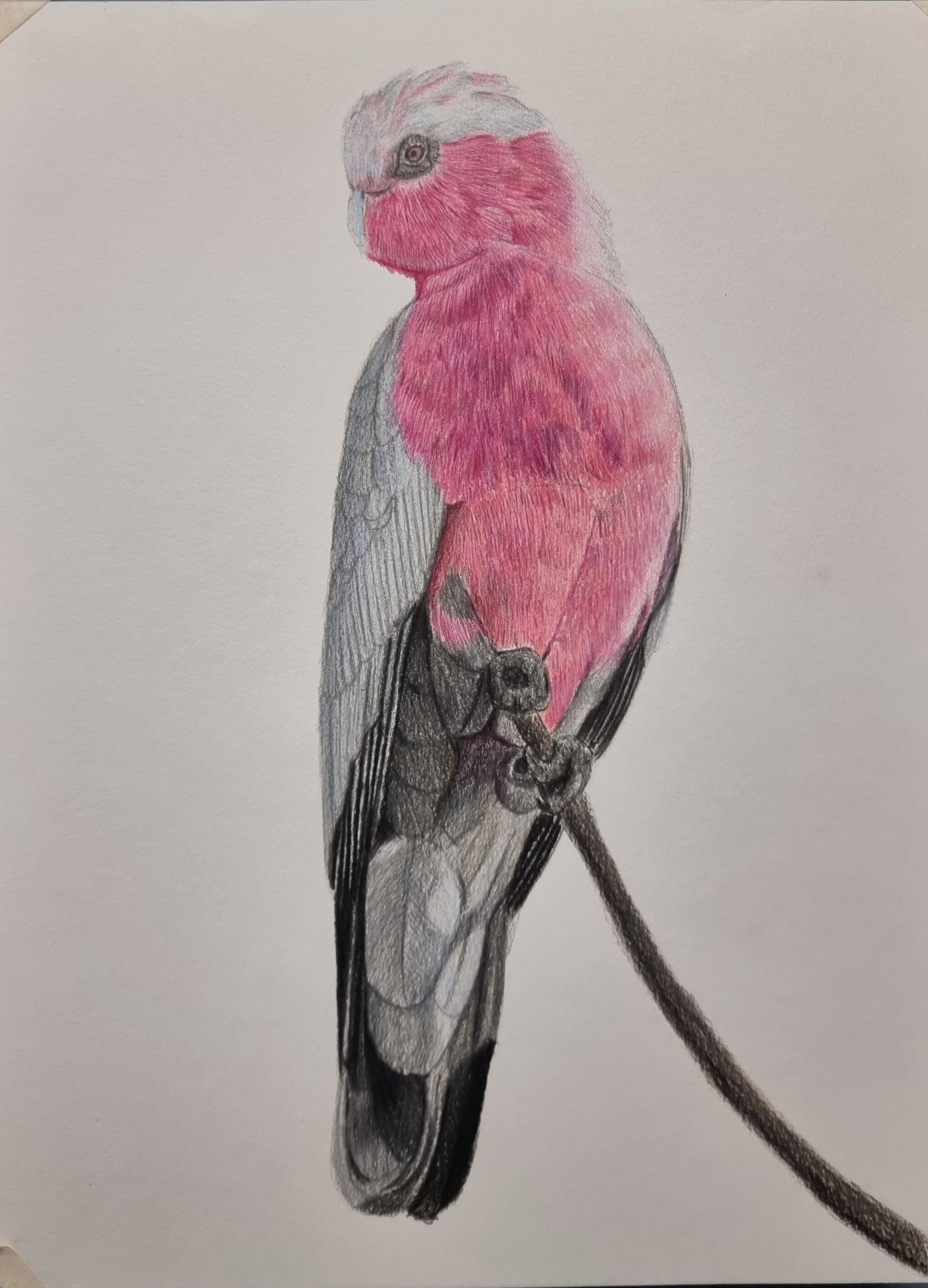Galah Bird Drawing - Etsy