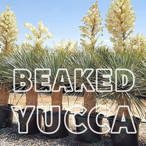 Celestial Blue Yucca Rostrata: Cold Hardy Desert Tree - Etsy