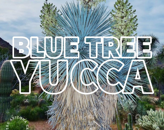 Yucca Rigida 'blue Sentry' Blue Yucca - Etsy