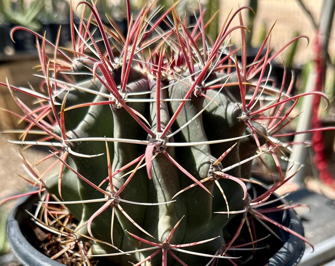 Ferocactus Cylindraceus Var. Tortulispinus (california Barrel) Barrel ...