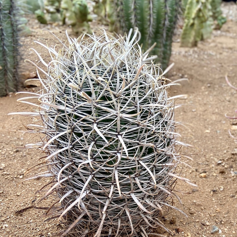 Weird Cactus - Etsy