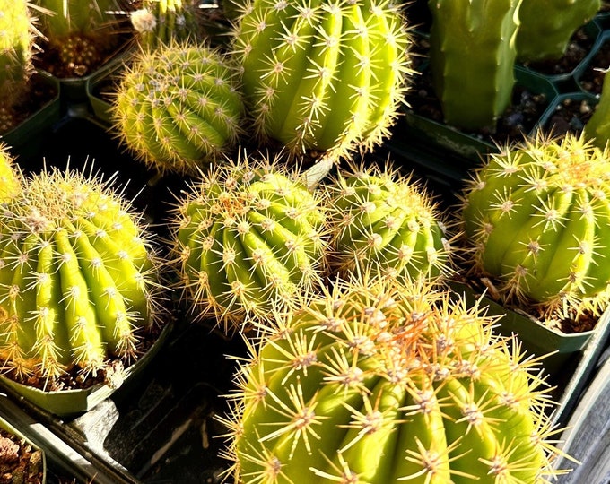Echinopsis Candicans (argentine Giant) XXL Live Cactus Plant Rooted ...