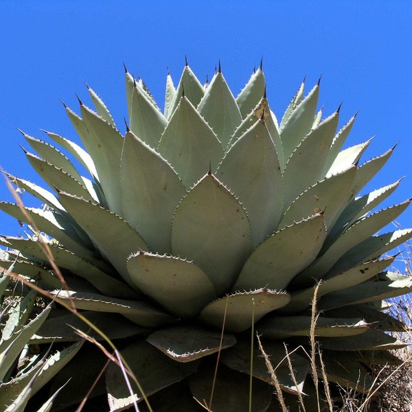 Blue Agave - Etsy