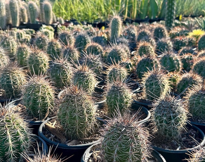 Arizona-grown Saguaro Spear (carnegiea Gigantea) – Seed-grown, Desert ...