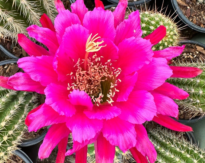 Trichocereus X Hybrid EPIC Electric Fuchsia Purple Flowers Cactus ...
