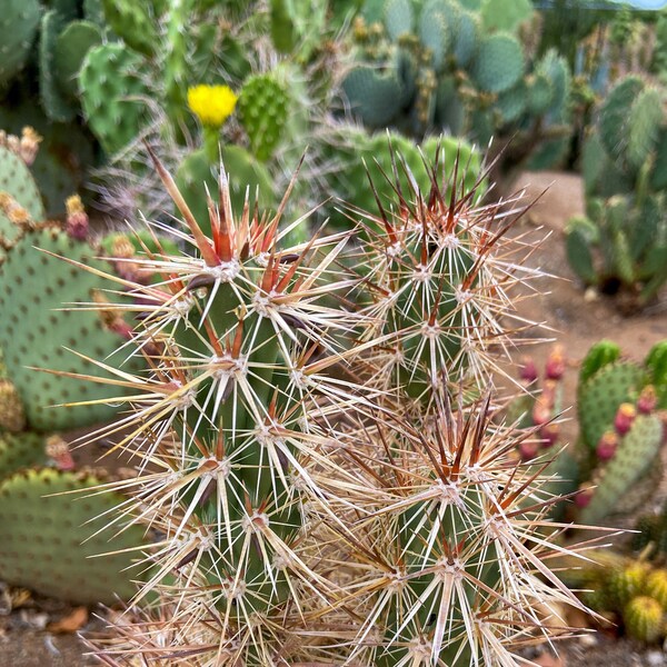 Cholla Cactus - Etsy
