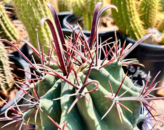 Ferocactus Peninsulae baja Fire Barrel Seed Propagated Fierce Crimson ...