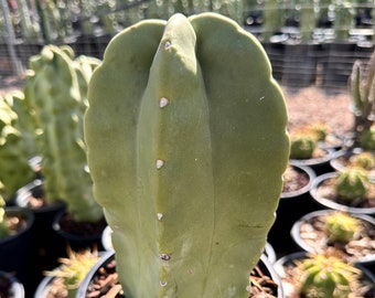 Totem Pole Cactus 'obesa' Heavily Lobed Spineless Pachycereus Schottii ...