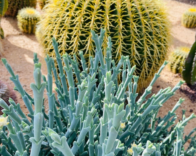 Ruschia (squishy Baby Fingers) Cuttings Blue Africa Succulent Dish ...