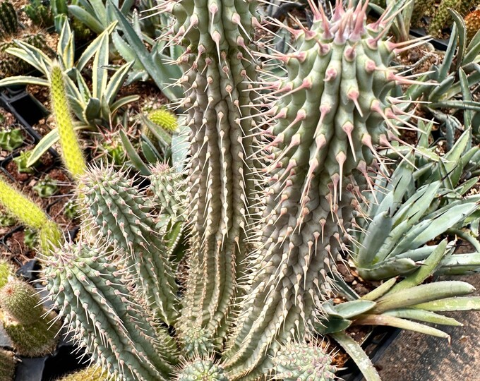 Hoodia Gordonii african Bushman Hat Living Sculpture Full of Flair ...