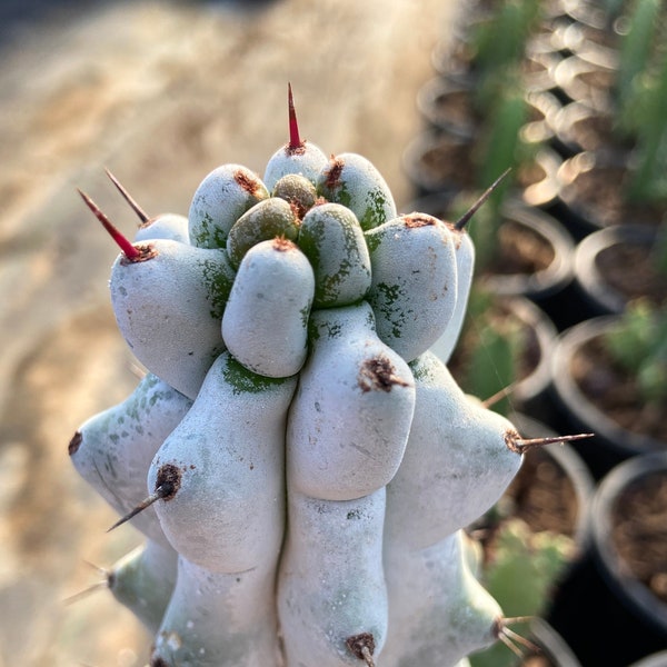 Blue Cactus Live Plant - Etsy