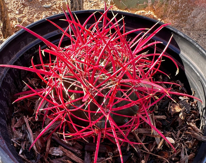 Ferocactus Acanthodes california Barrel Barrel Cactus Blood Red ...