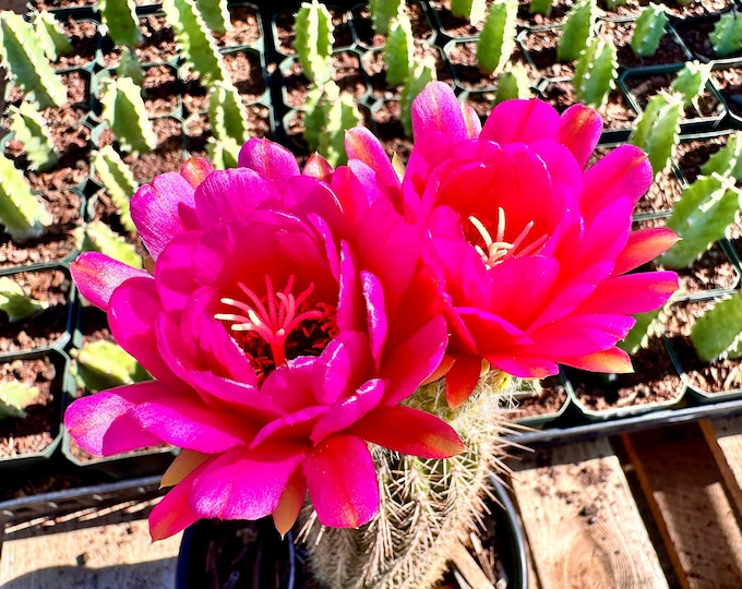 Trichocereus X Hybrid (EPIC) Electric Fuchsia Purple Flowers Cactus ...