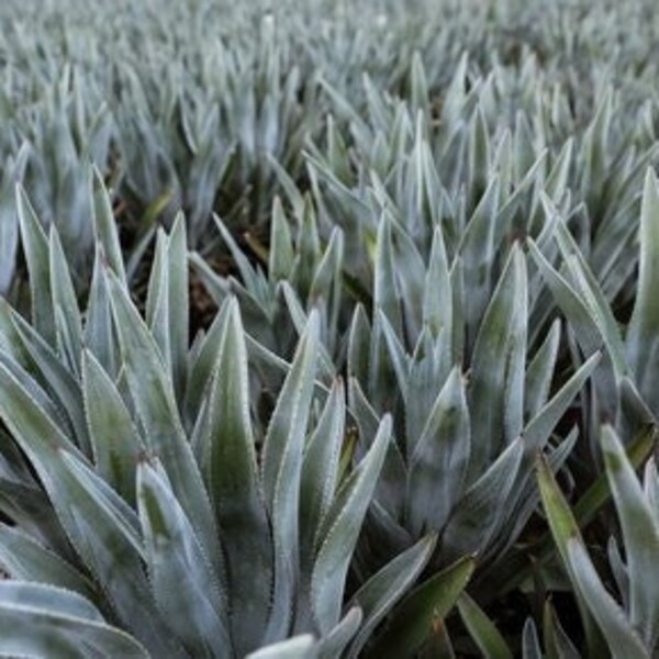 Agave Seeds - Etsy