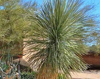 Yucca Soaptree (yucca Elata) - Etsy