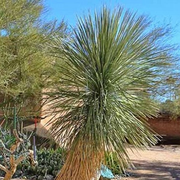 Miniature Tree - Etsy