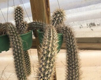 Creeping Cactus - Etsy