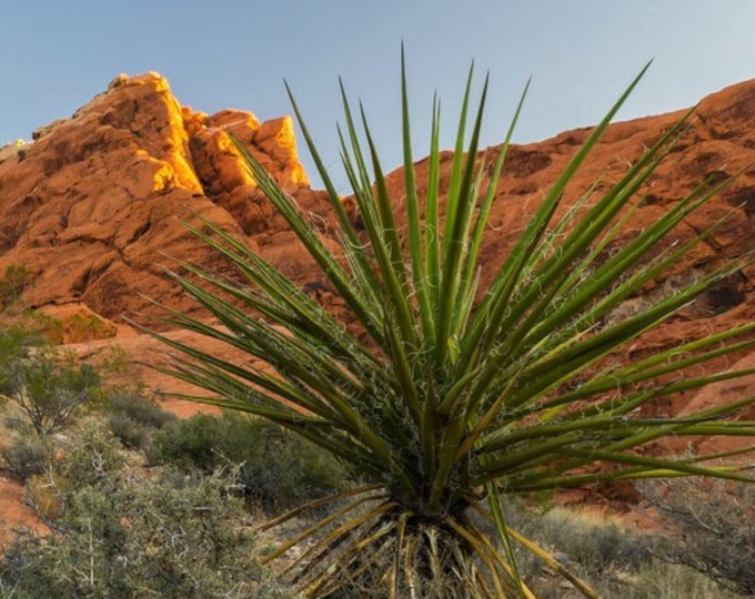Yucca Schidigera (mojave Yucca) Cold Hardy White Leaf Filament Broad ...