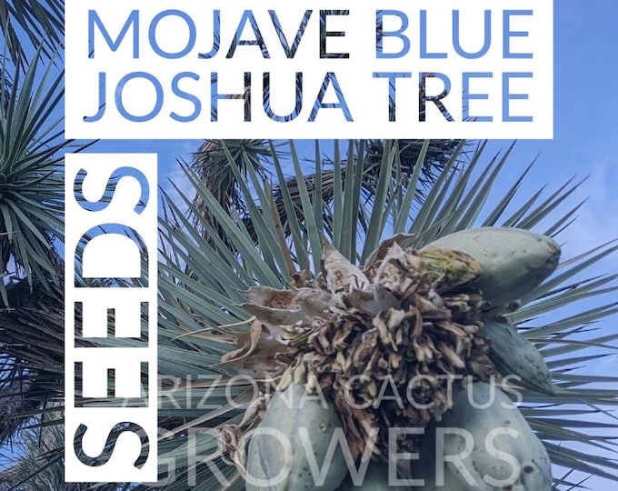 Mojave Blue Joshua Tree Seeds - Yucca Brevifolia - Etsy