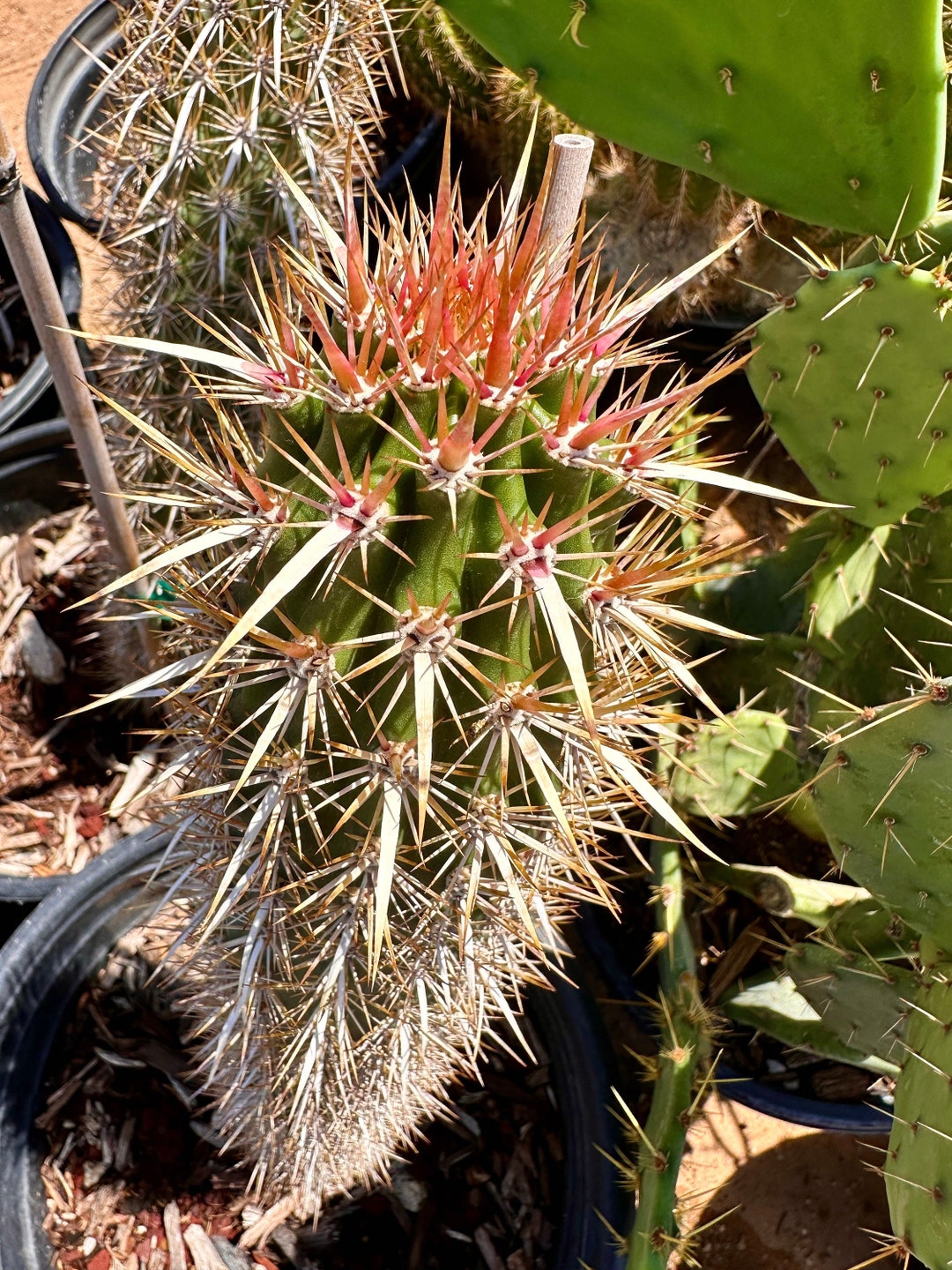 Stenocereus Eruca walking Cactus XXL Specimen Creeping Devil Live ...