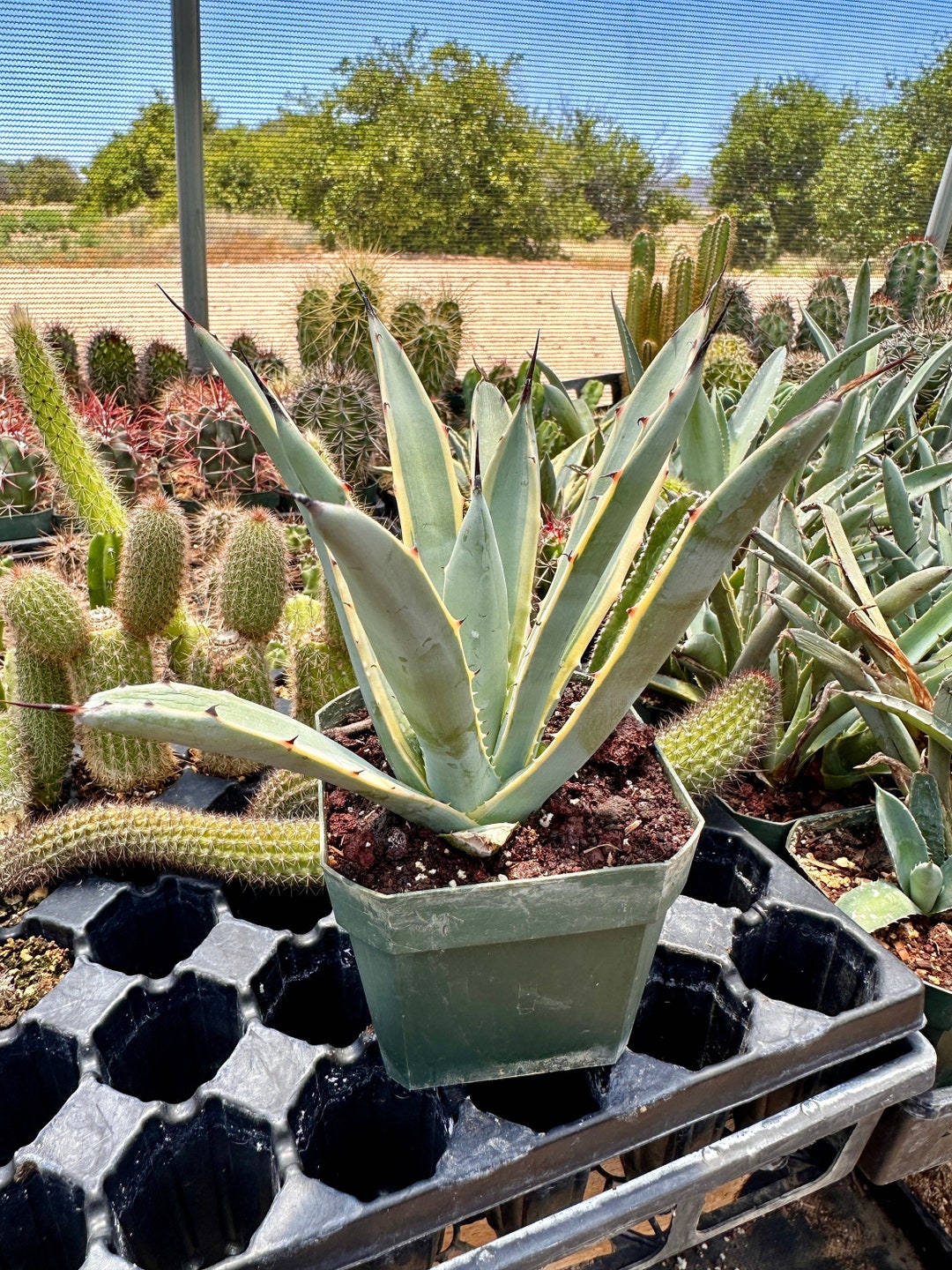 Agave Macroacantha blue Ribbon Baby Blue Variegated Creamy Lemon Yellow ...