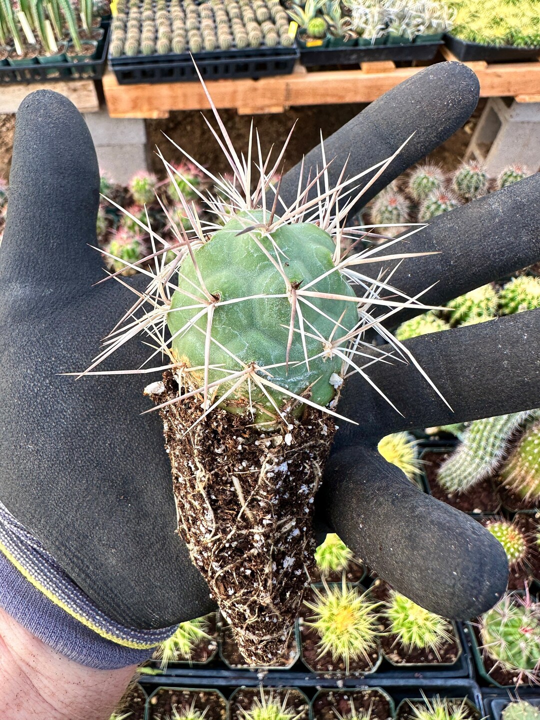 Tephrocactus Alexanderi 'white Form' (sphere Cactus) Candelabra ...