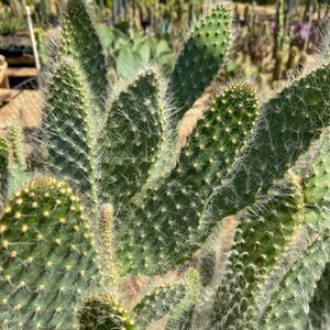 Opuntia Erinacea Ursine (fuzzy Hair Snow Cactus) Prickly Pear Cutting ...