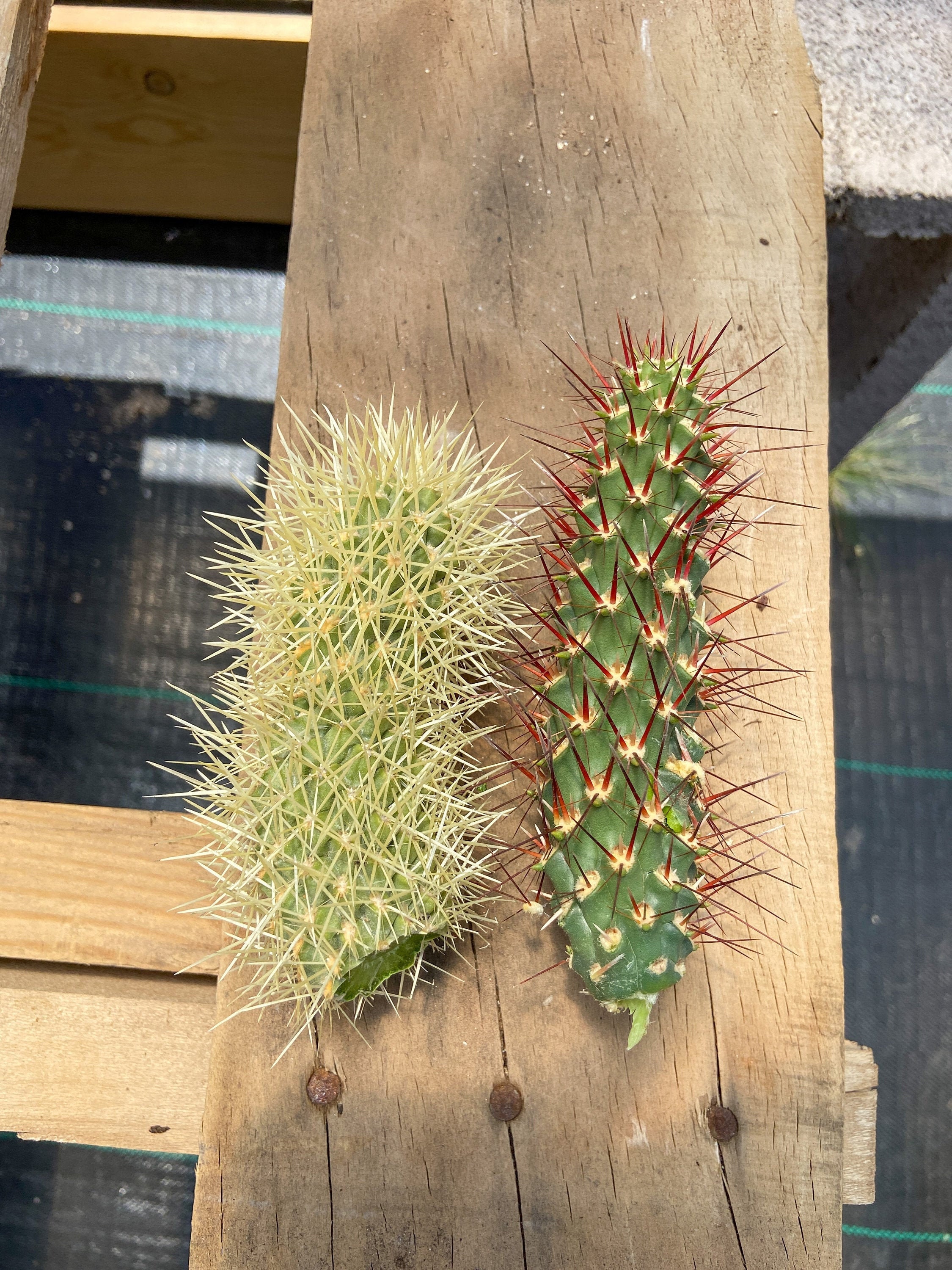 Teddy Bear Cholla Attacks