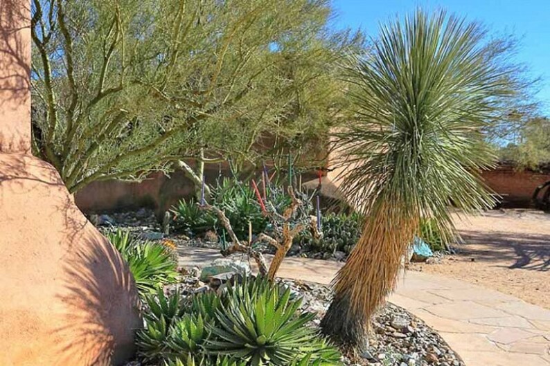 Soaptree Yucca yucca Elata Live Plant Cold Hardy Silvery - Etsy