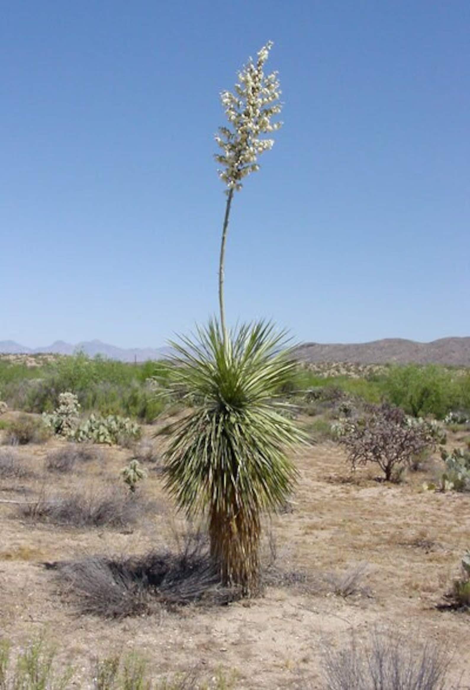 Soaptree Yucca yucca Elata Live Plant Cold Hardy Silvery - Etsy