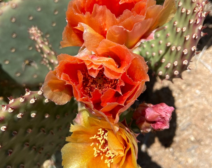 Walk in Beauty Prickly Pear Cactus Pad: XXL Blooms, Cold Hardy - Etsy