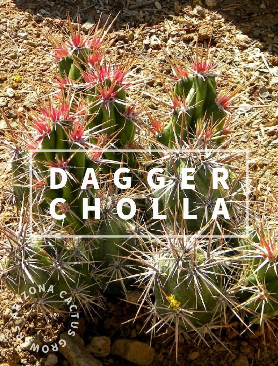 Grusonia Invicta (dagger Cholla) Lengthy Wafer-thin Triangular Linen ...