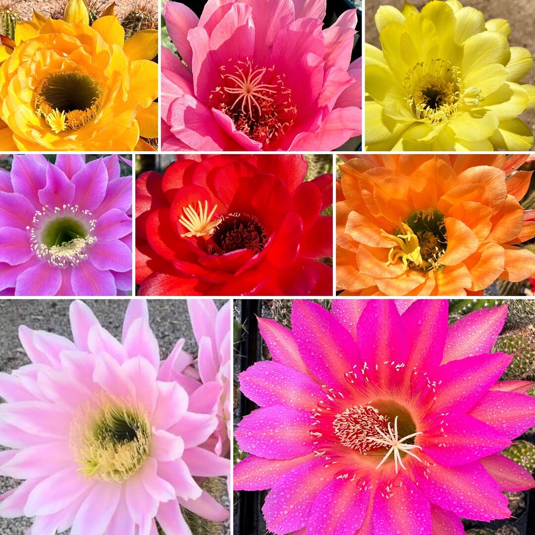 Trichocereus Hybrids assorted Colors Flying Saucer Paramount Schick ...