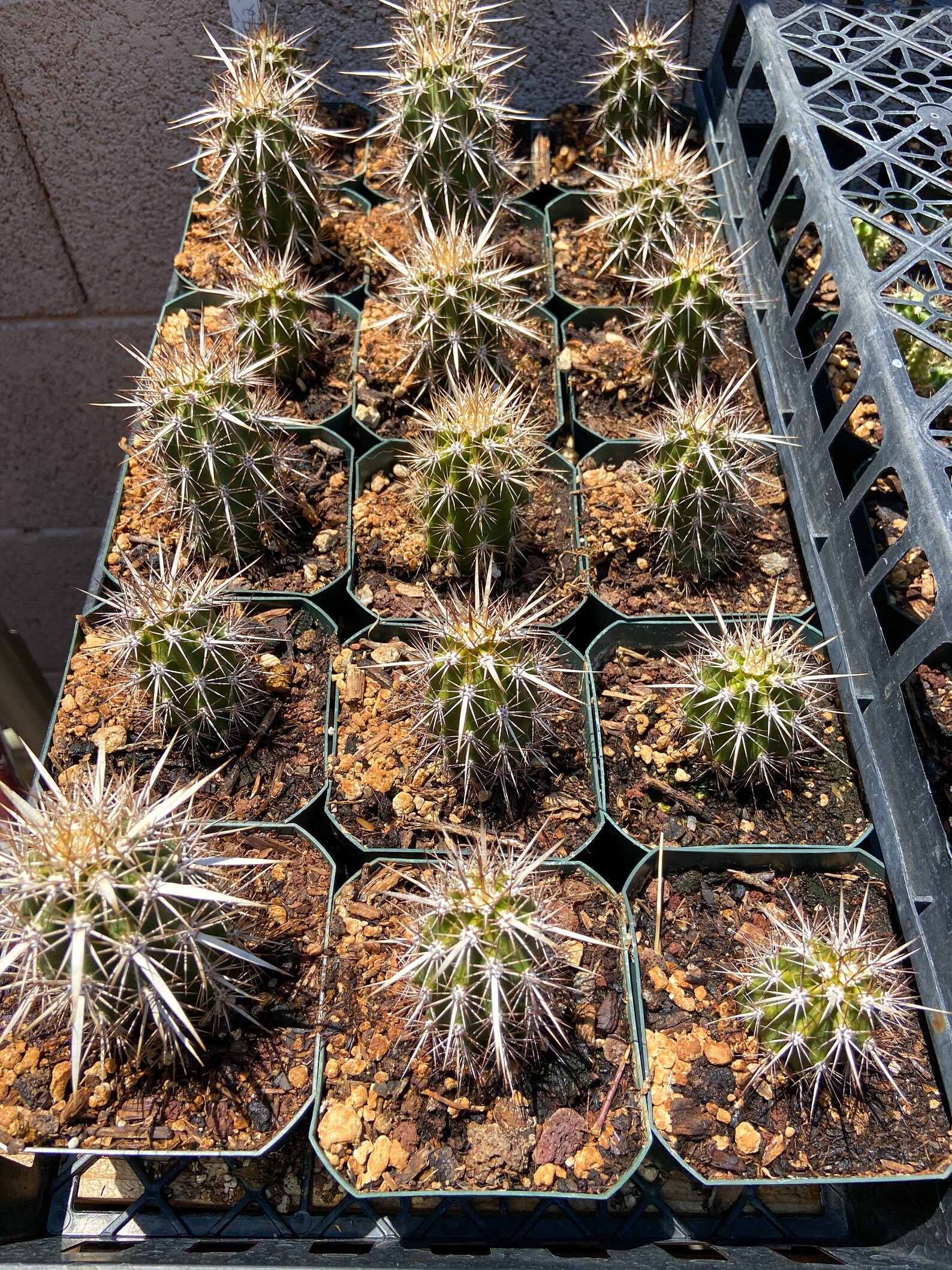 Stenocereus Eruca creeping Devil Cactus Live Plant Drought - Etsy