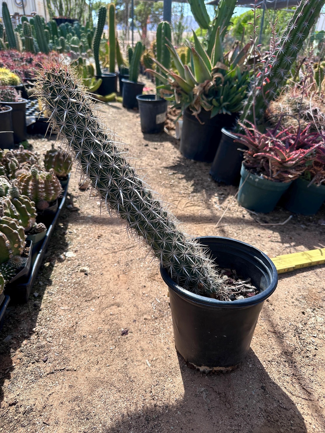 Stenocereus Eruca (walking Cactus) XXL Specimen Creeping Devil Live ...