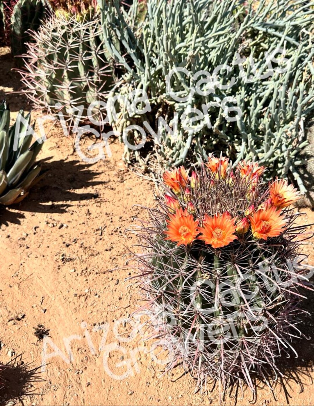RARE Ferocactus Ajoensis Fish Hook Desert Barrel Candy Compass Barrel ...