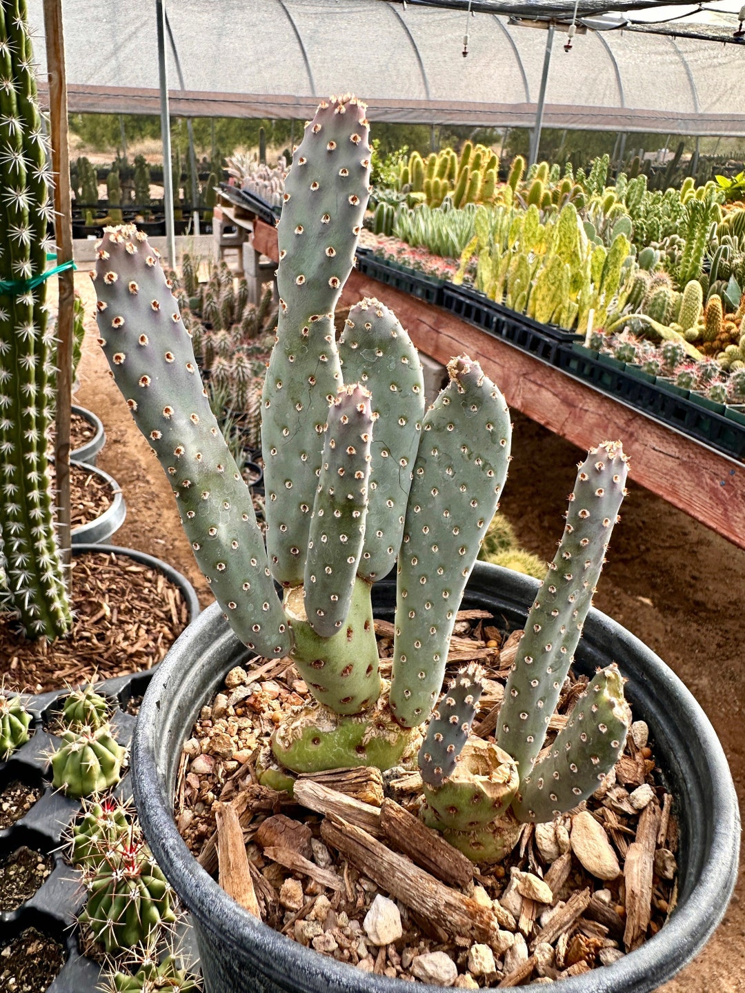 Opuntia Basilaris Var. Brachyclada " Short Joint Beavertail" (compact ...